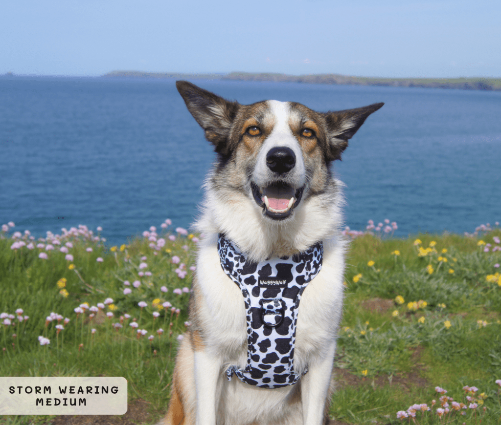 Cow Print Harness | WaggyWolf